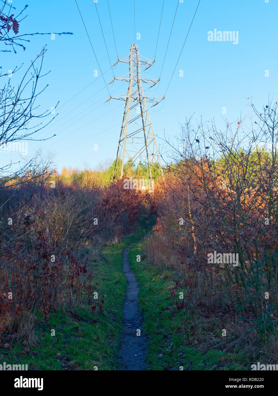 A narrow path on the edge of a wood passes between saplings leading to ...