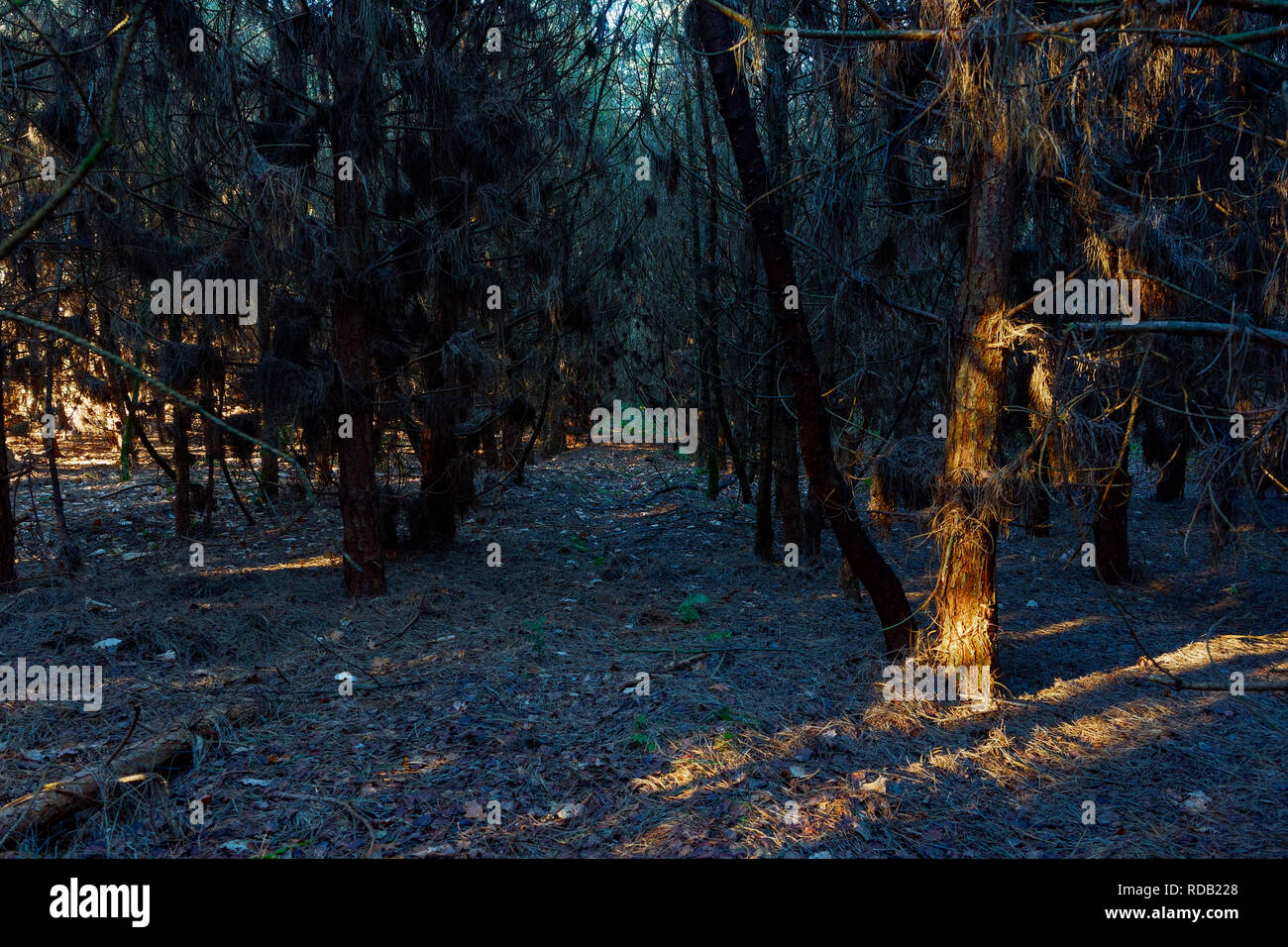 Low winter sunlight lights up the gap between two rows of blackened fir ...