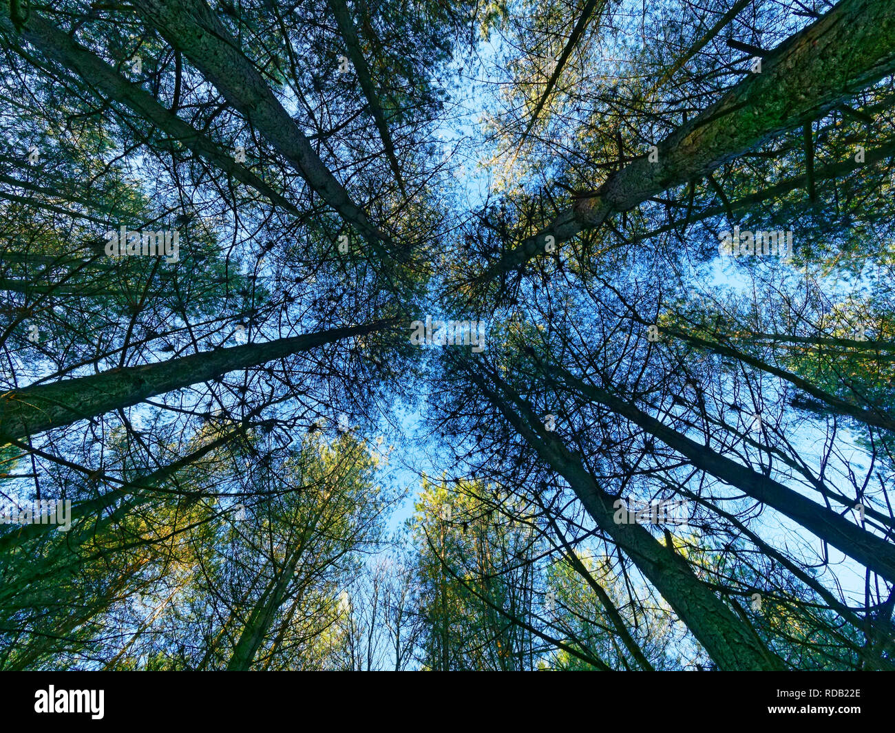 Looking up tall thin fir tree trunks to the pale blue winter sky Stock ...
