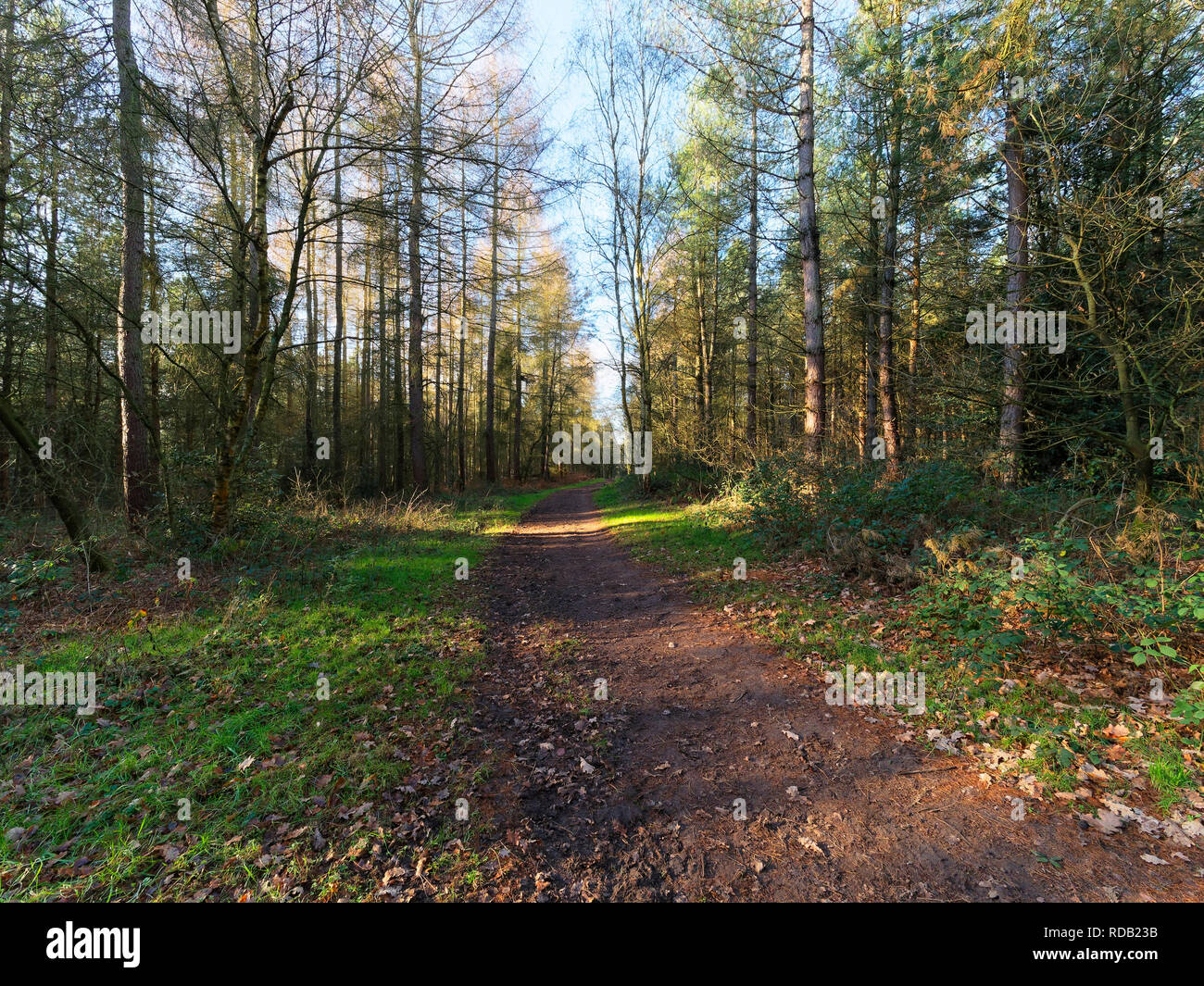 On a bright sunny winters morning a wide muddy footpath curves between ...