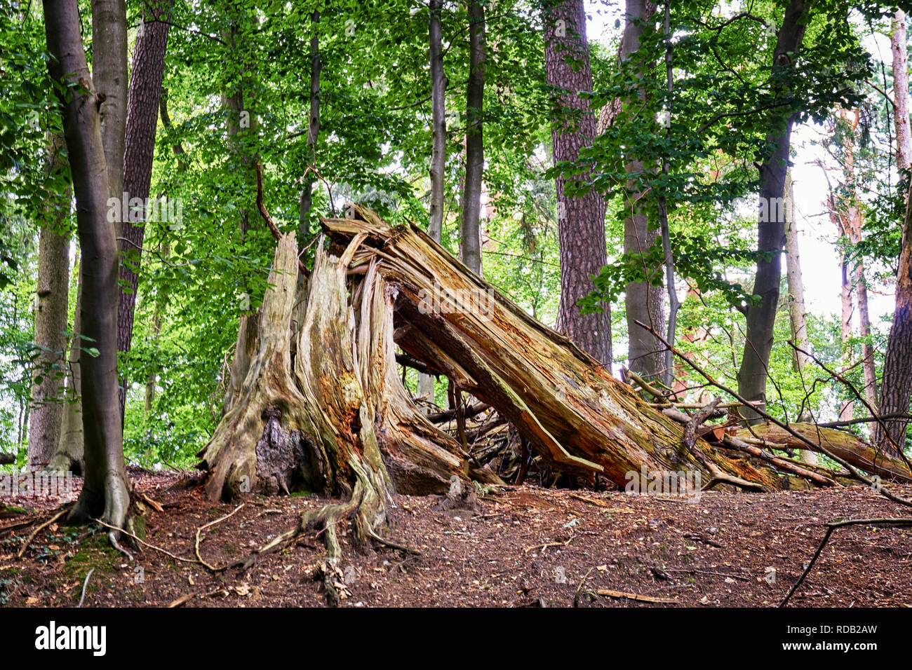 Broken tree between healthy trees in the forest. The dangerous part of ...