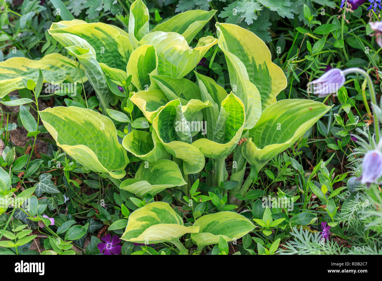 Violet flowers of blooming hosta Hosta undulata Stock Photo - Alamy