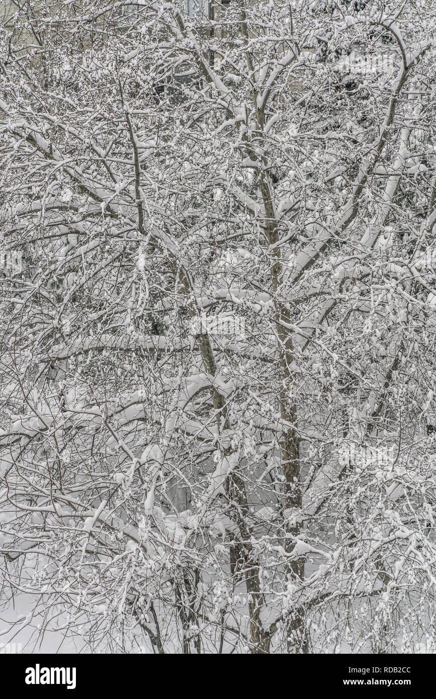 Snowy branches of trees in the park as background Stock Photo - Alamy