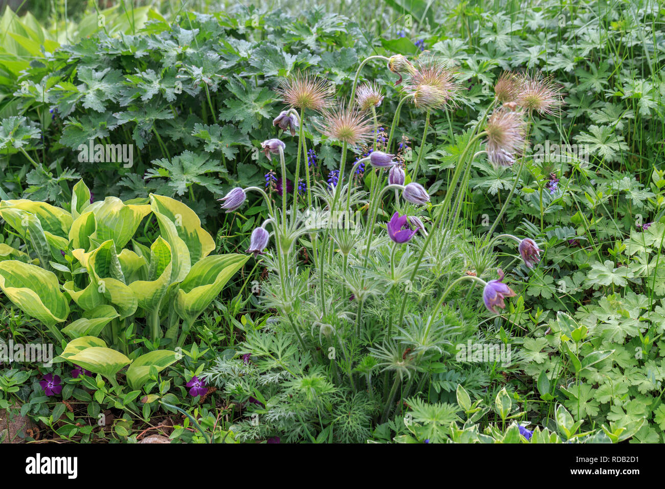 Violet flowers of blooming hosta Hosta undulata Stock Photo - Alamy