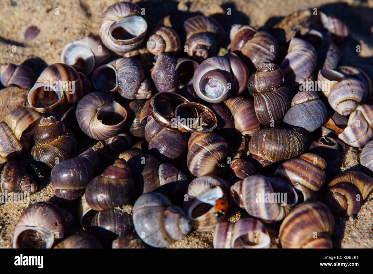 Two golden wedding rings on the sea snails shells background Stock ...