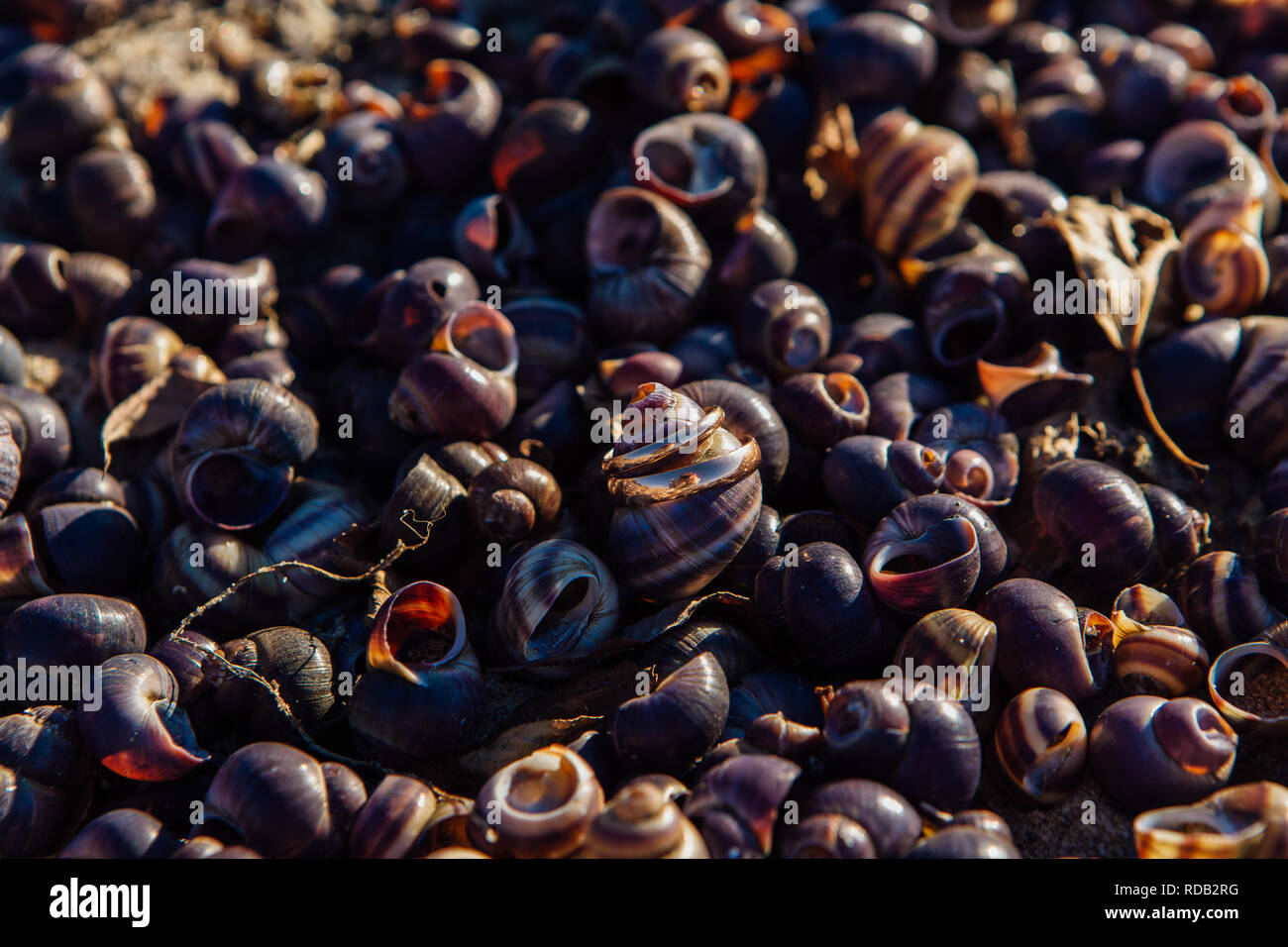 Two golden wedding rings on the sea snails shells background Stock ...