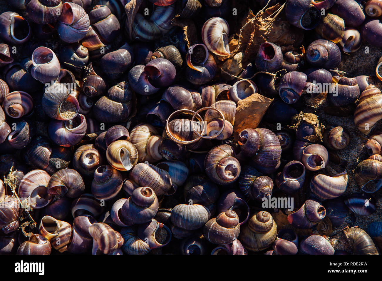 Two golden wedding rings on the sea snails shells background Stock ...