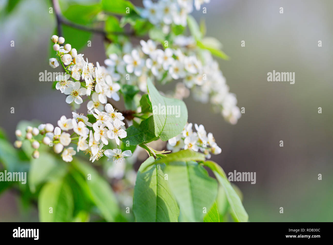 Flowering bird cherry bush hi-res stock photography and images - Alamy