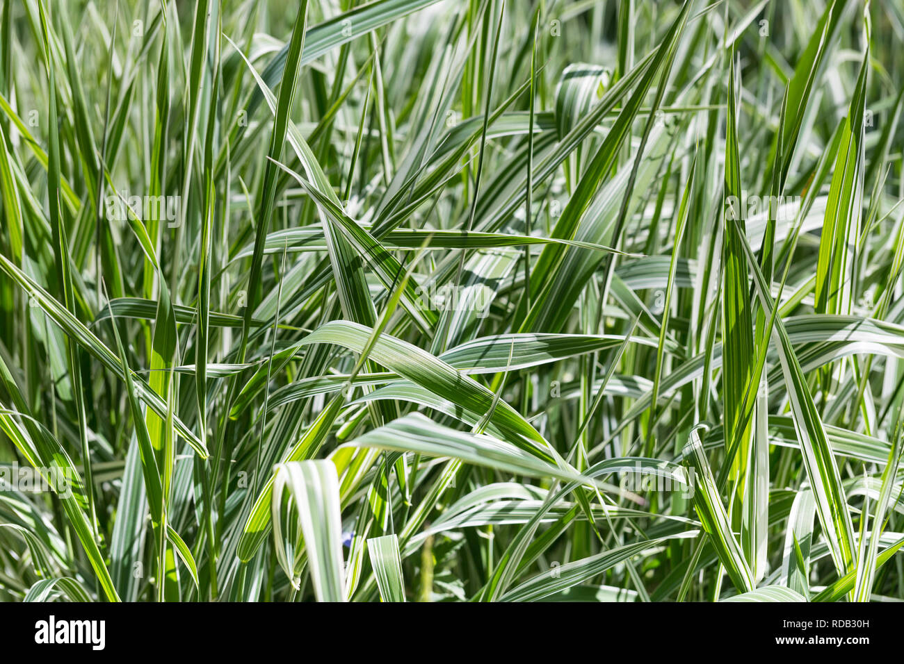 White sedge hi-res stock photography and images - Alamy