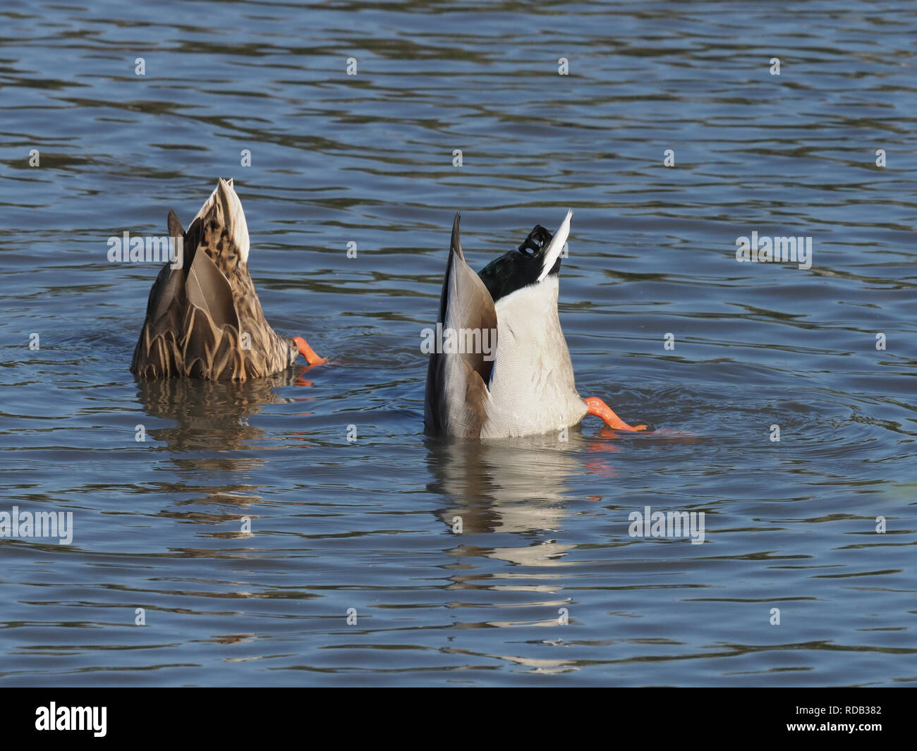 Mallards in water hi-res stock photography and images - Alamy