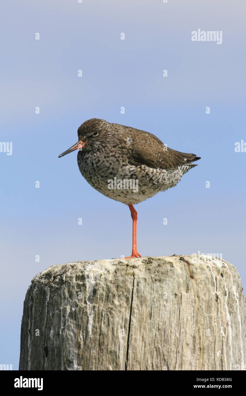 Redshank standing on one leg hi-res stock photography and images - Alamy