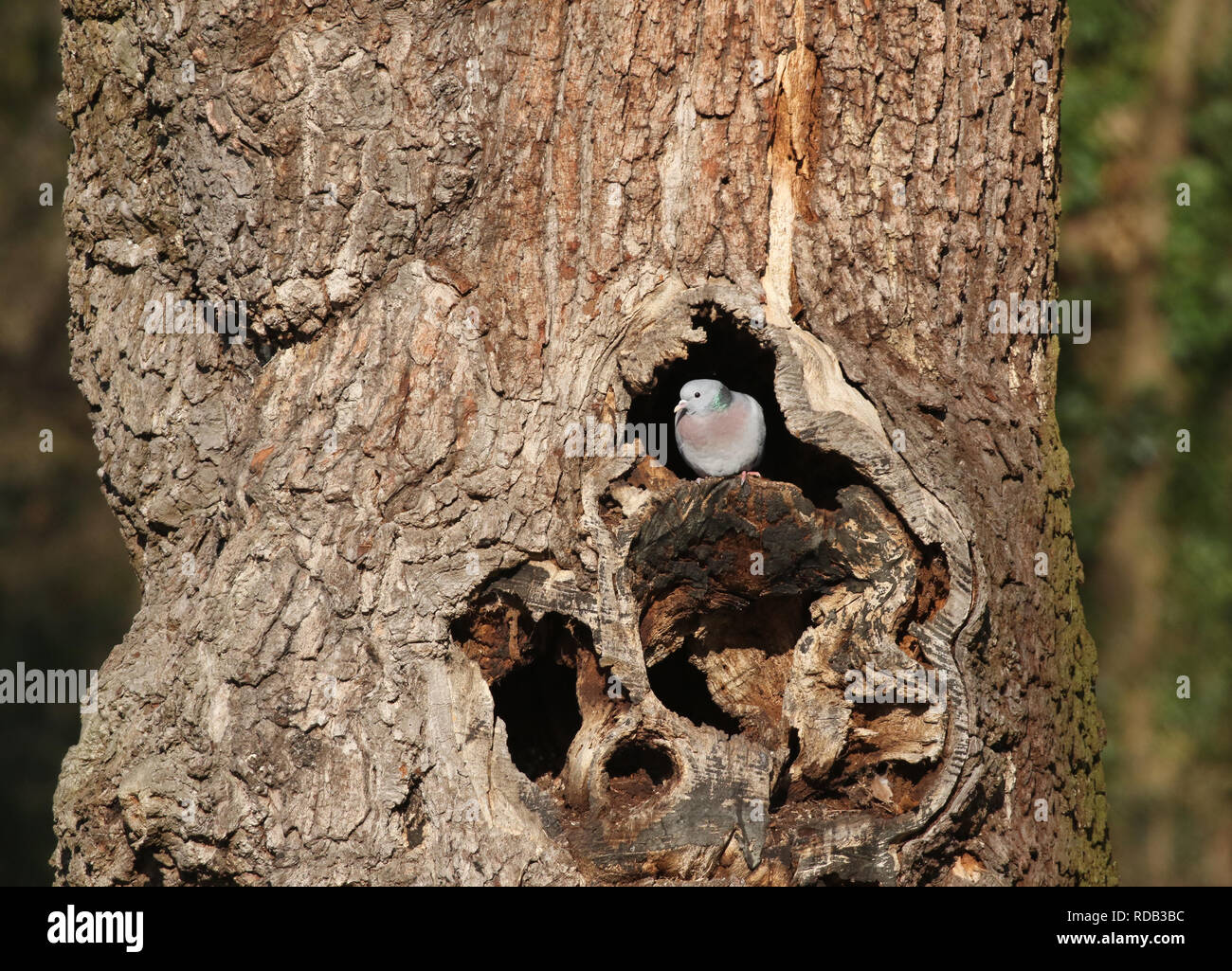 Stock dove tree hi-res stock photography and images - Alamy
