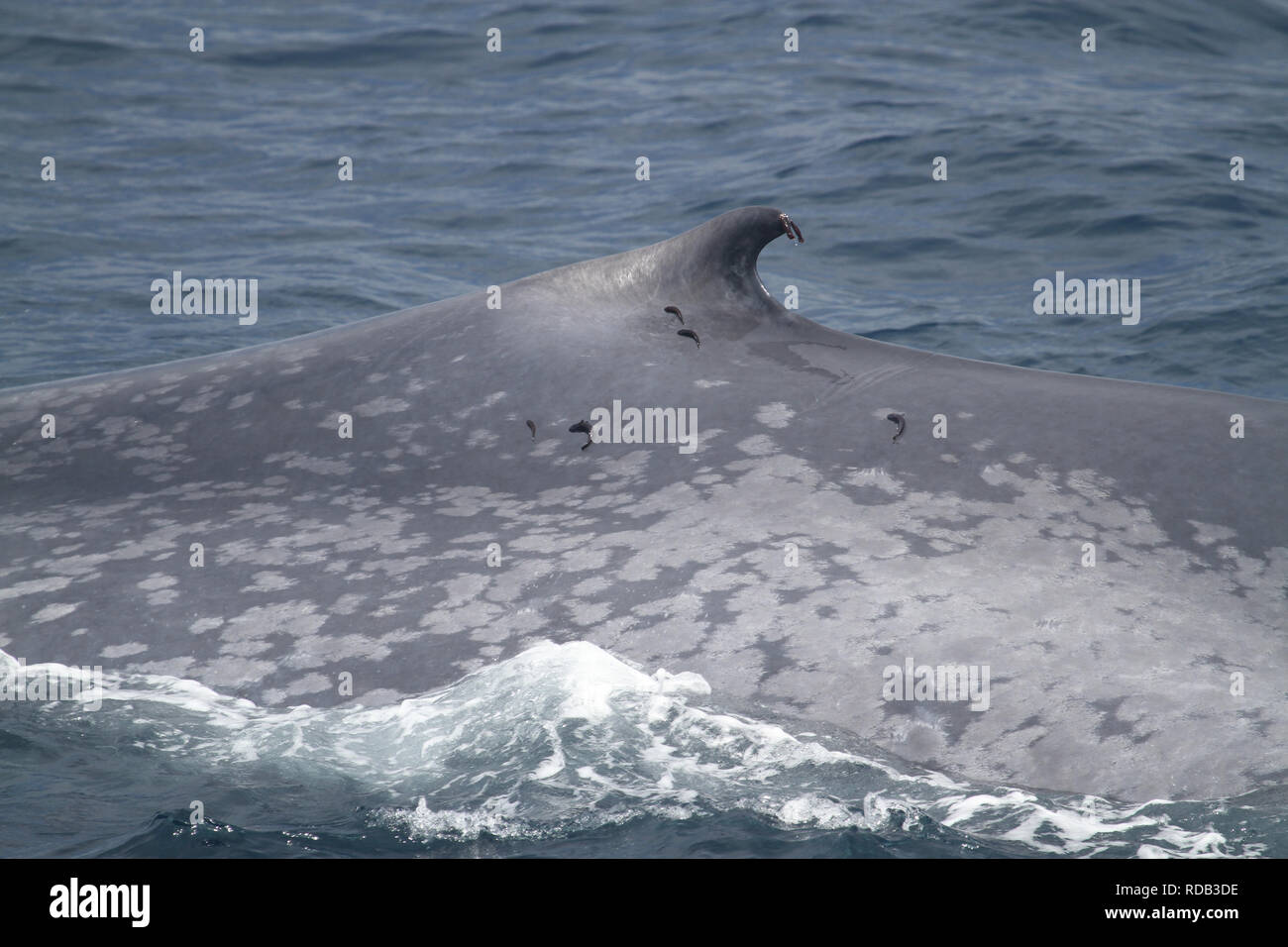 Whale fin hi-res stock photography and images - Alamy