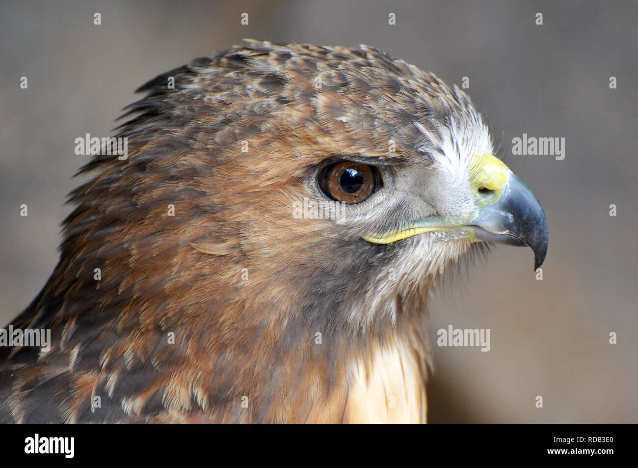 red-tailed hawk, Rotschwanzbussard, Buse à queue rousse, Buteo jamaicensis, vörösfarkú ölyv ...