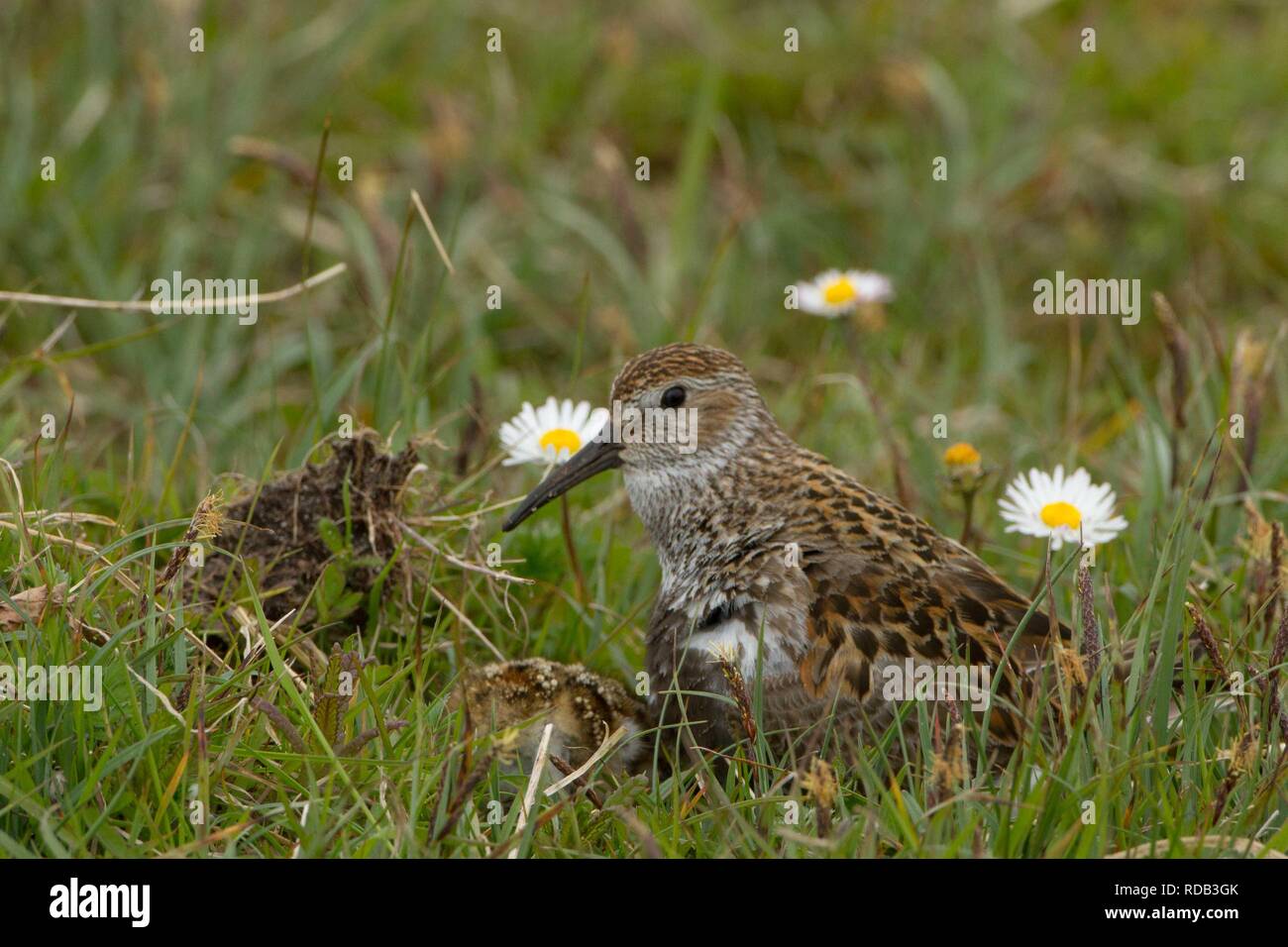 Dunlin (Calidris alpina ) small wader with young in Machir , calling to ...