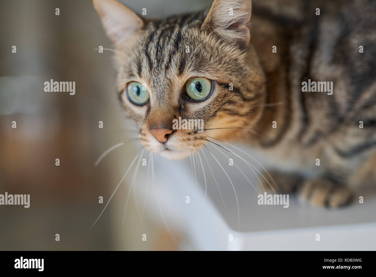 Cute short hair cat looking curious and snooping at home Stock Photo ...