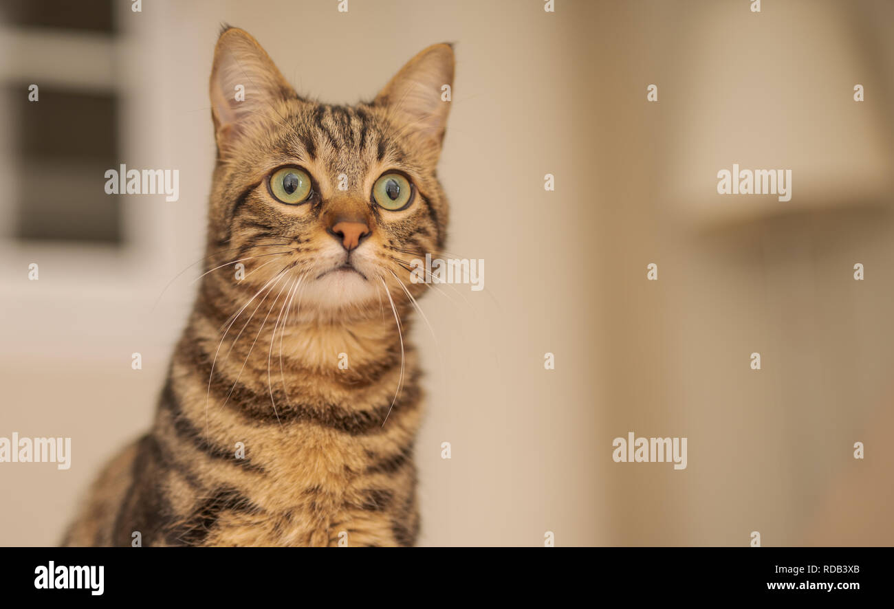 Cute short hair cat looking curious and snooping at home Stock Photo ...