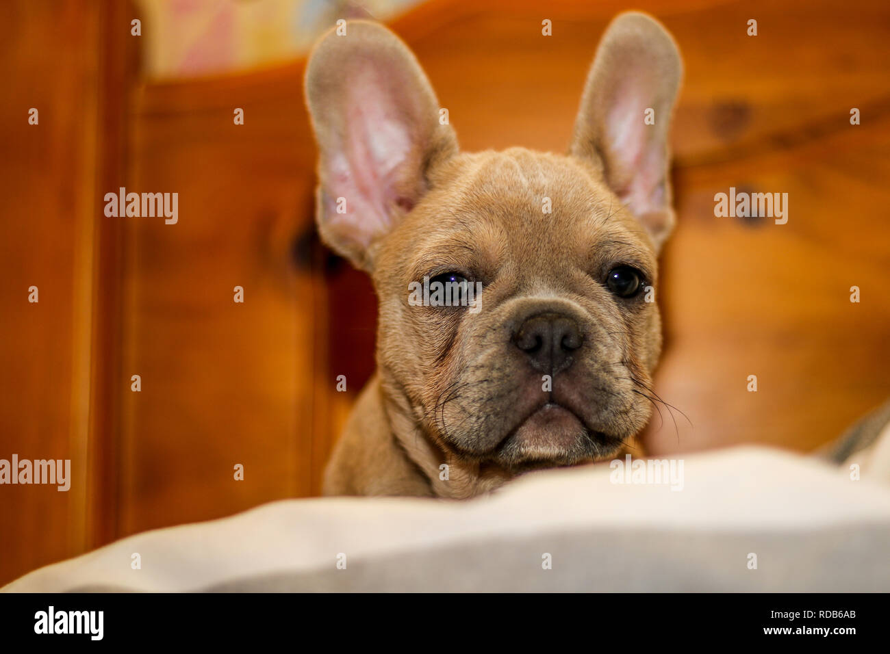 Under covers hi-res stock photography and images - Alamy