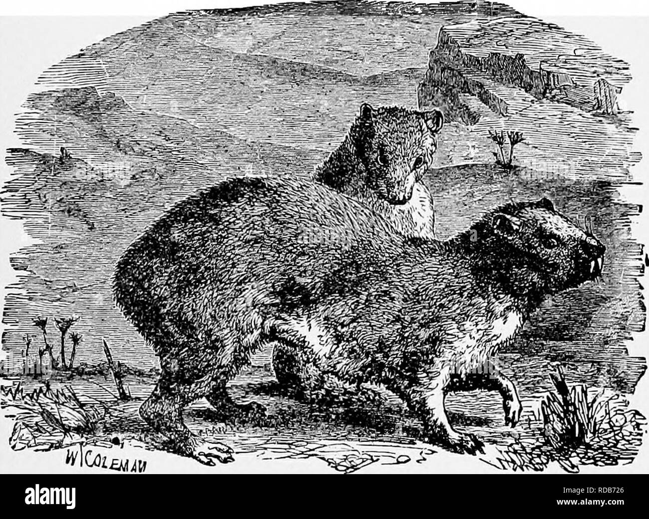 . The popular natural history . Zoology. THE HYRAX. 2IS One of the most ...