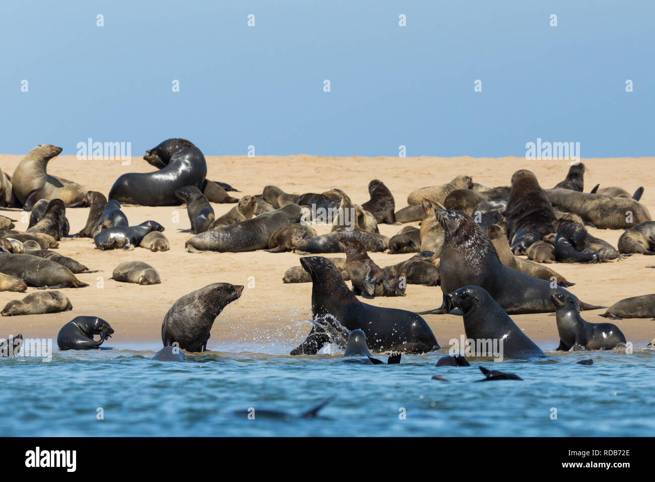 Eared seals hi-res stock photography and images - Alamy