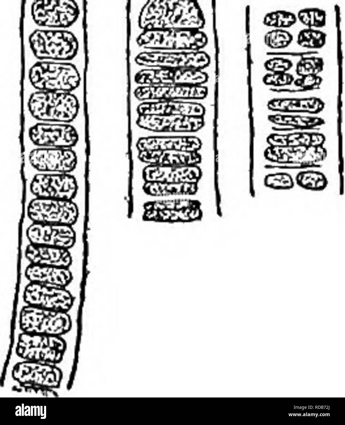 Unbranched green algae hi-res stock photography and images - Alamy