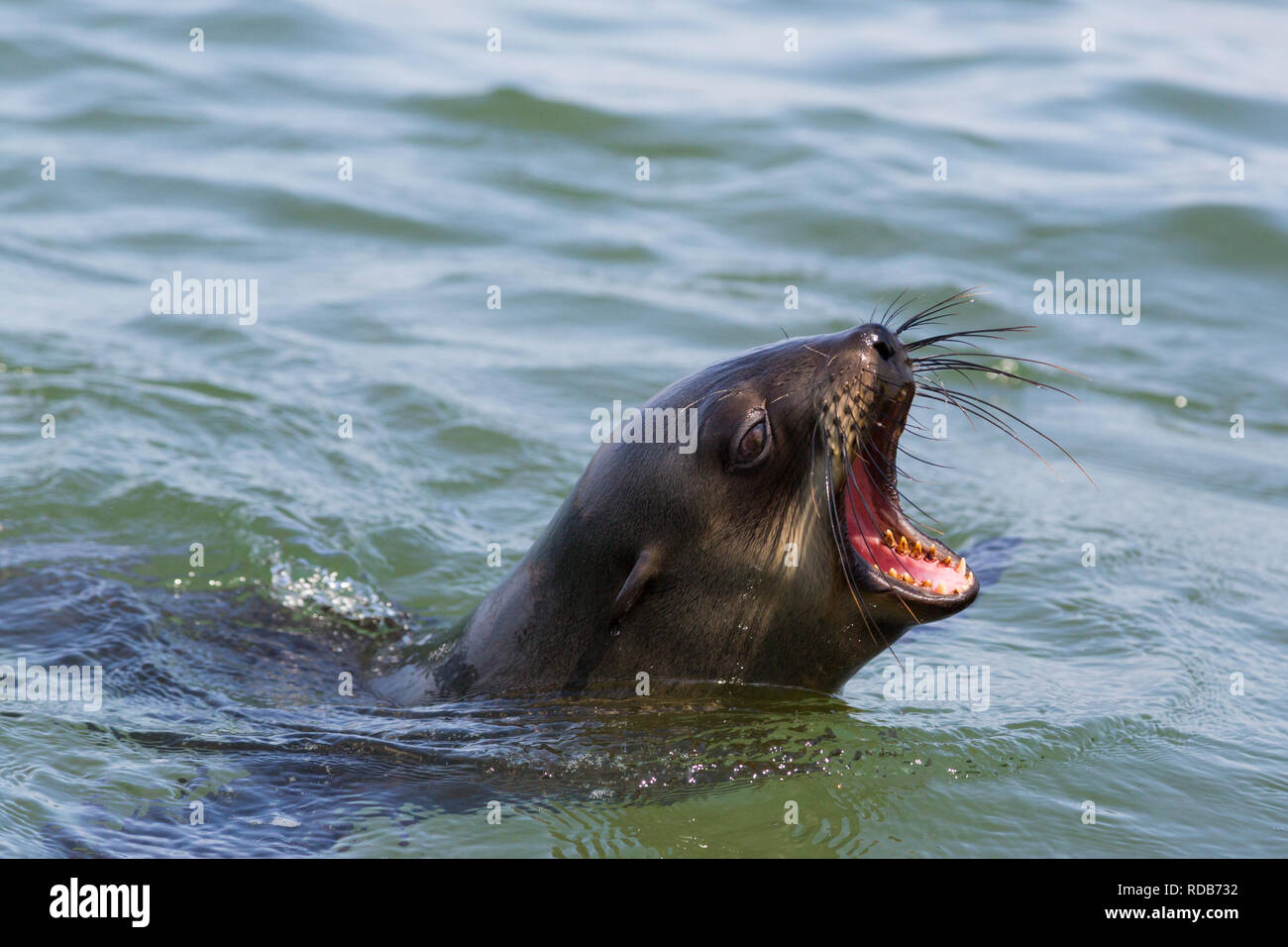 detailed portrait natural wild eared seal (otariidae) in water showing ...