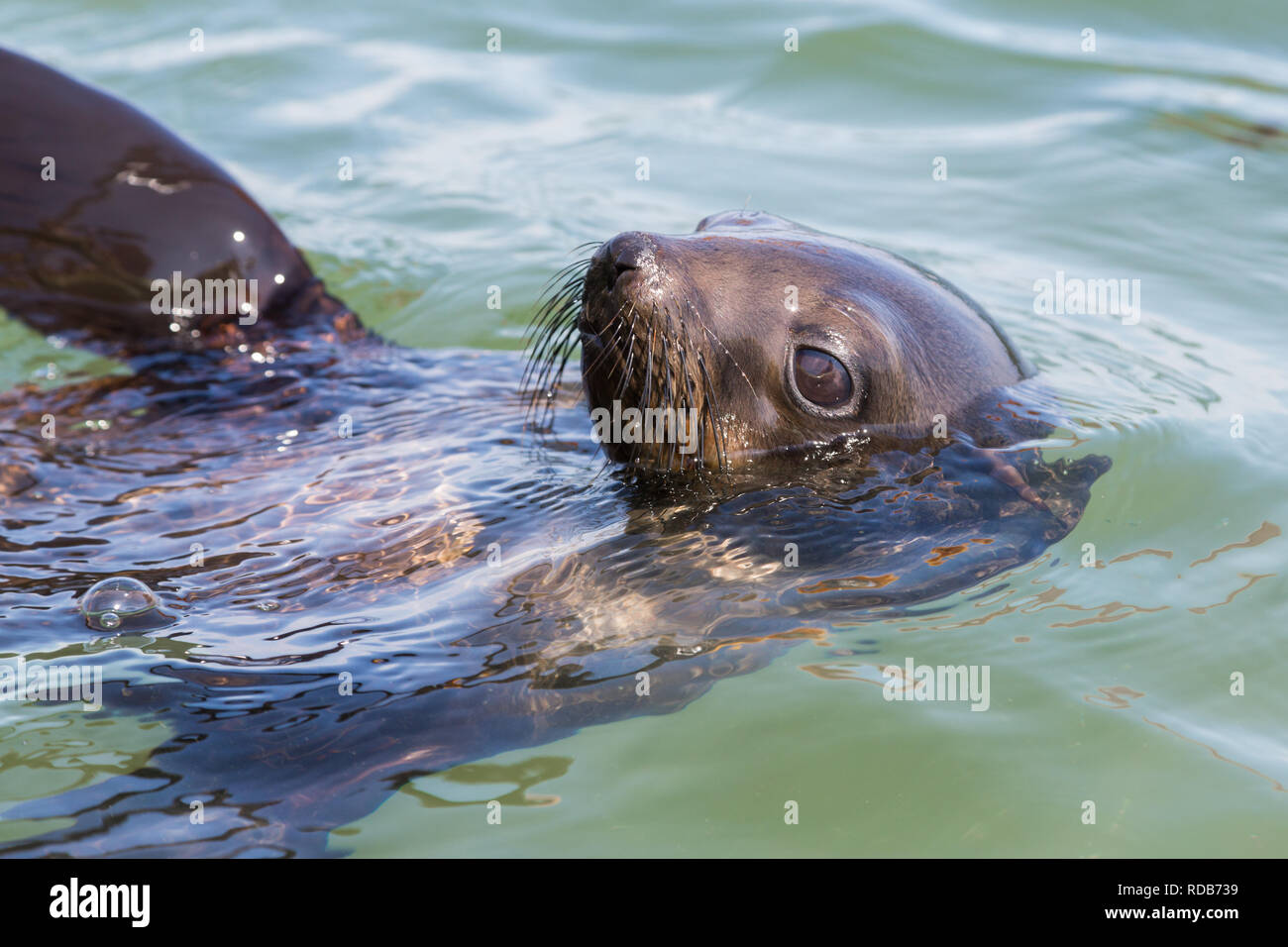 detailed portrait natural swimming eared seal (otariidae) in water ...