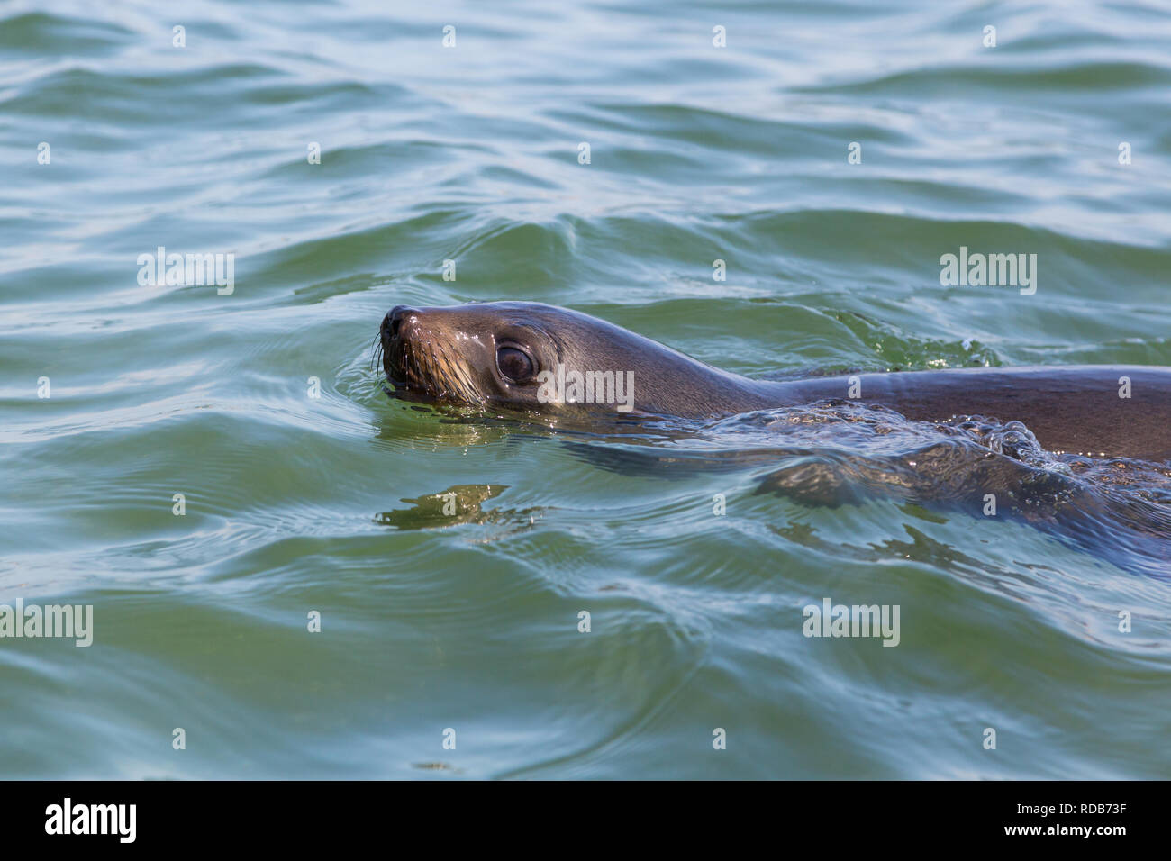 close view natural swimming eared seal (otariidae), water, sunshine ...