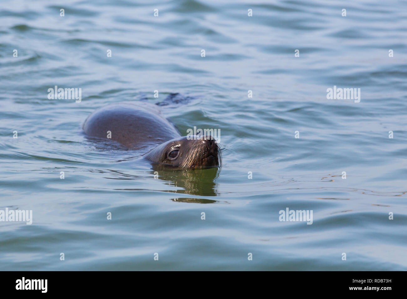 natural portrait swimming eared seal (otariidae) in blue water ...