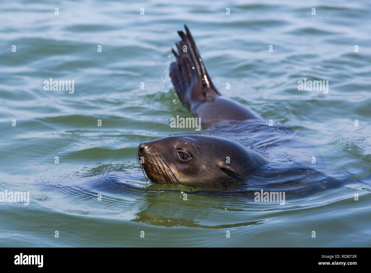 close view swimming natural eared seal (otariidae) in blue water ...