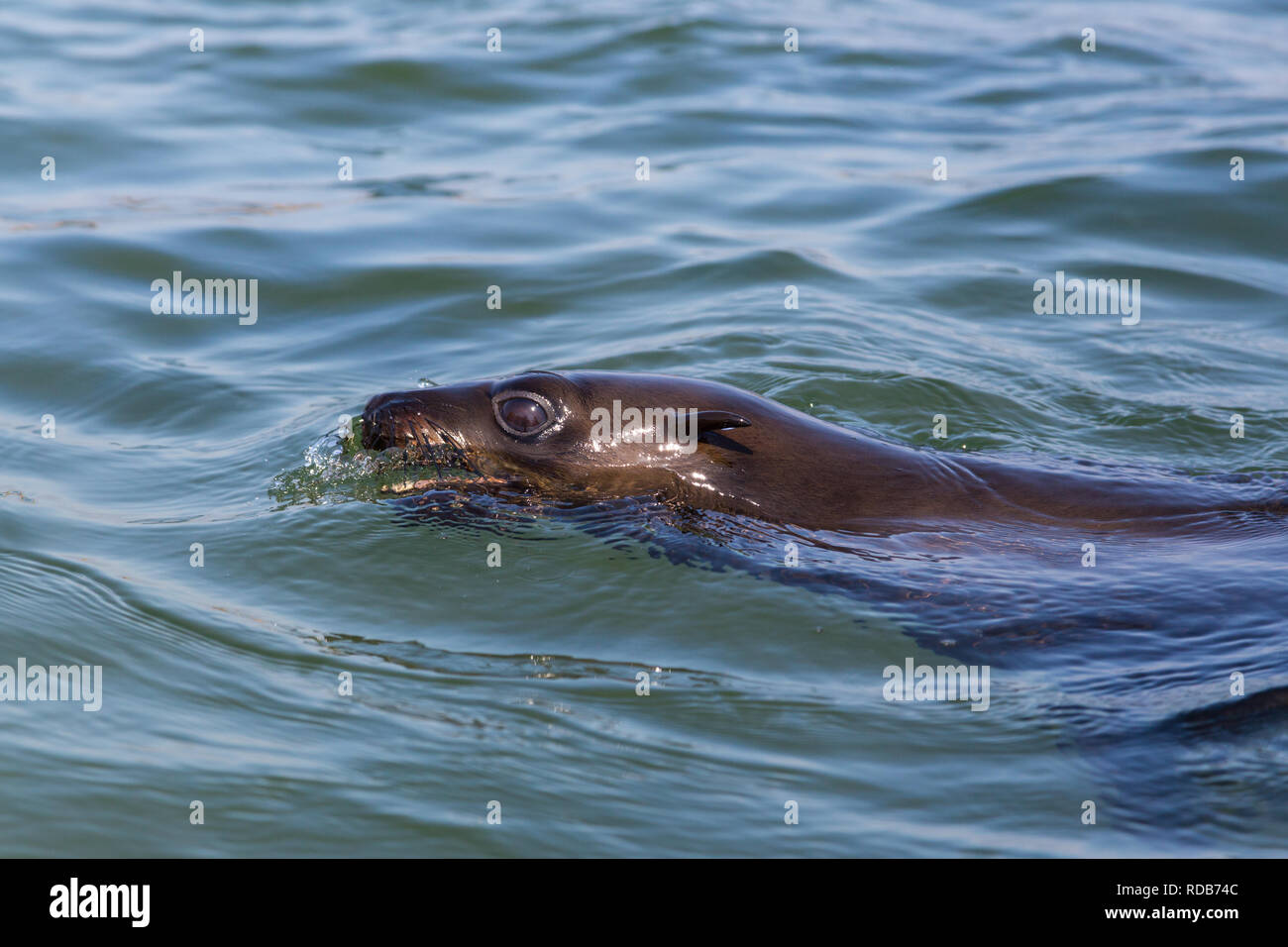 one natural eared seal (otariidae) swimming in blue water Stock Photo ...