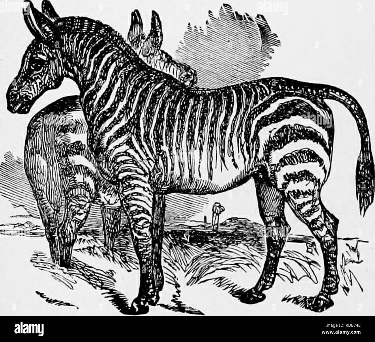 . The popular natural history . Zoology. QUAGGA.—{Asinus Quagga ...