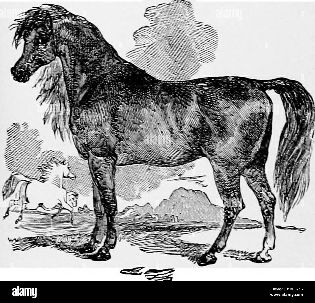 . The popular natural history . Zoology. 196 THE ARAB HORSE. HORSES ...