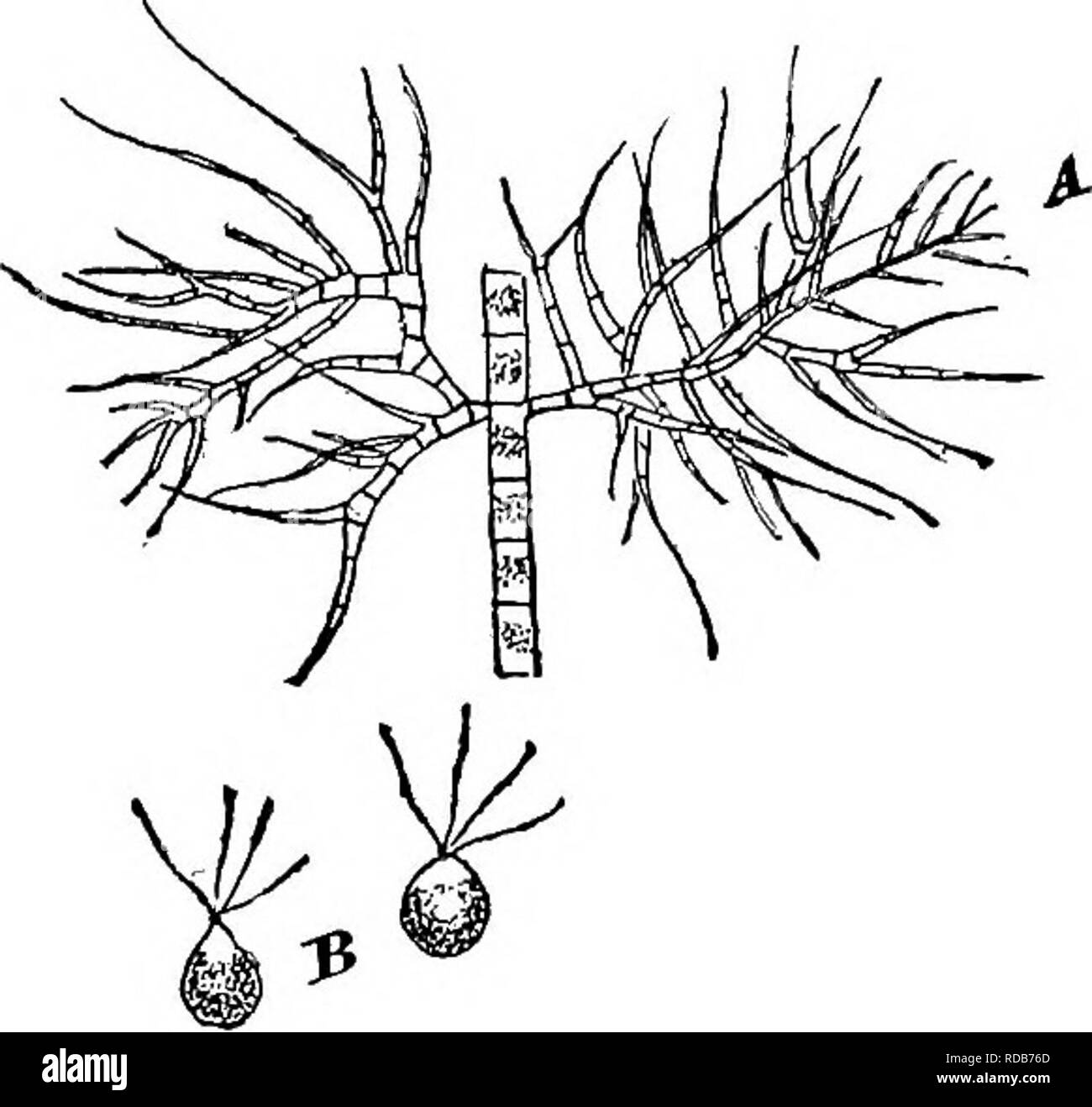 . Fresh-water biology. Freshwater biology. THE FRESH-WATER ALGAE 169 ...
