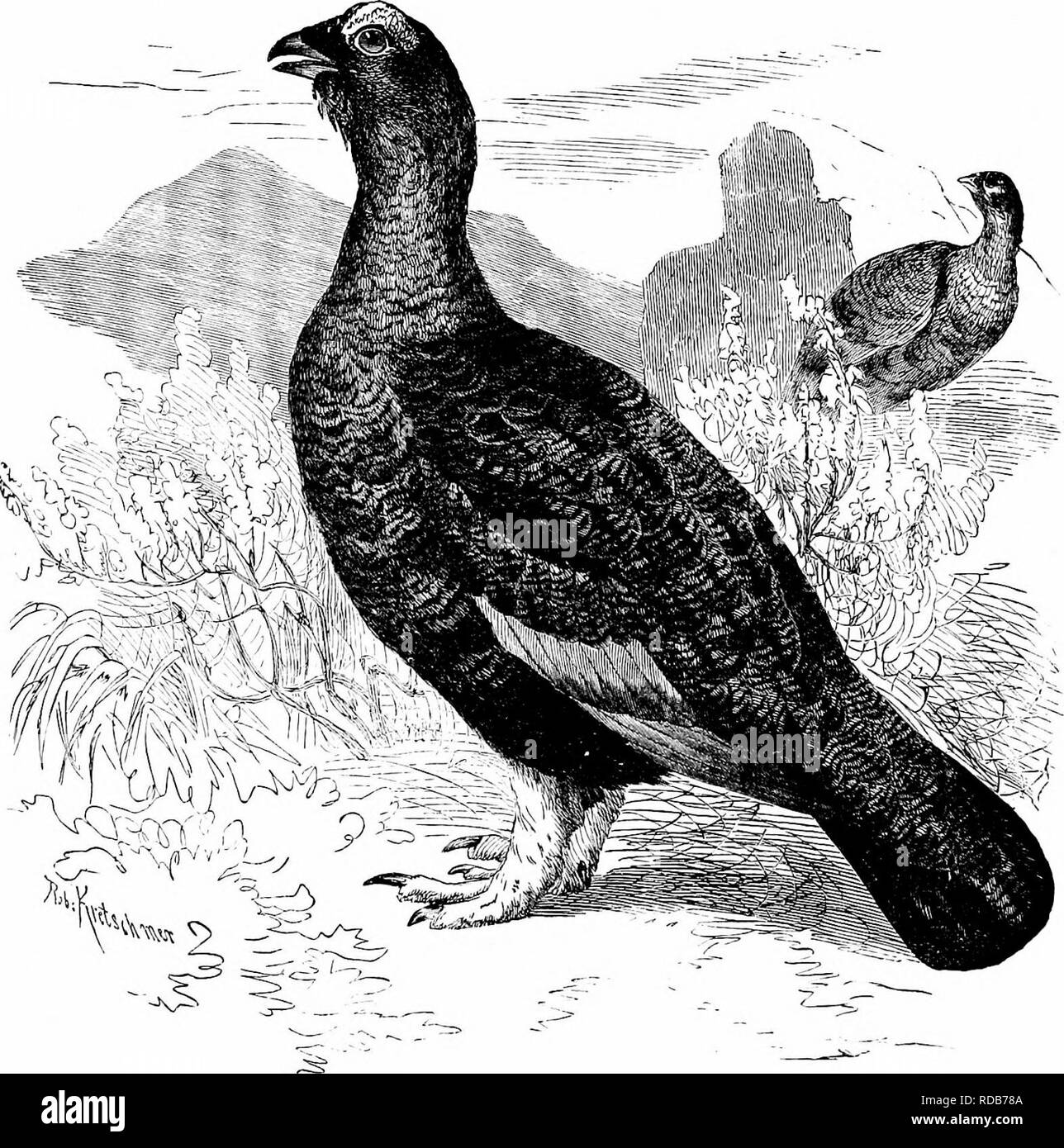 North american willow ptarmigan Black and White Stock Photos & Images ...