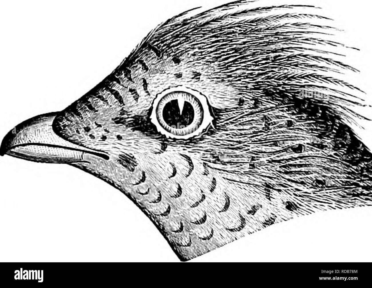 Open field fauna Black and White Stock Photos & Images - Alamy