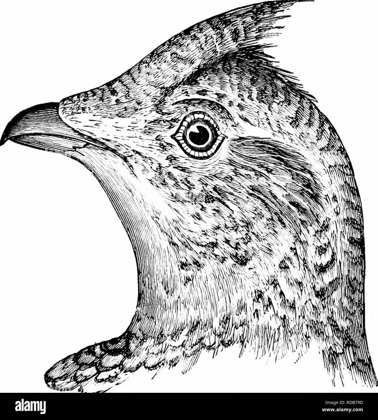 . Key to North American birds. Containing a concise account of every ...