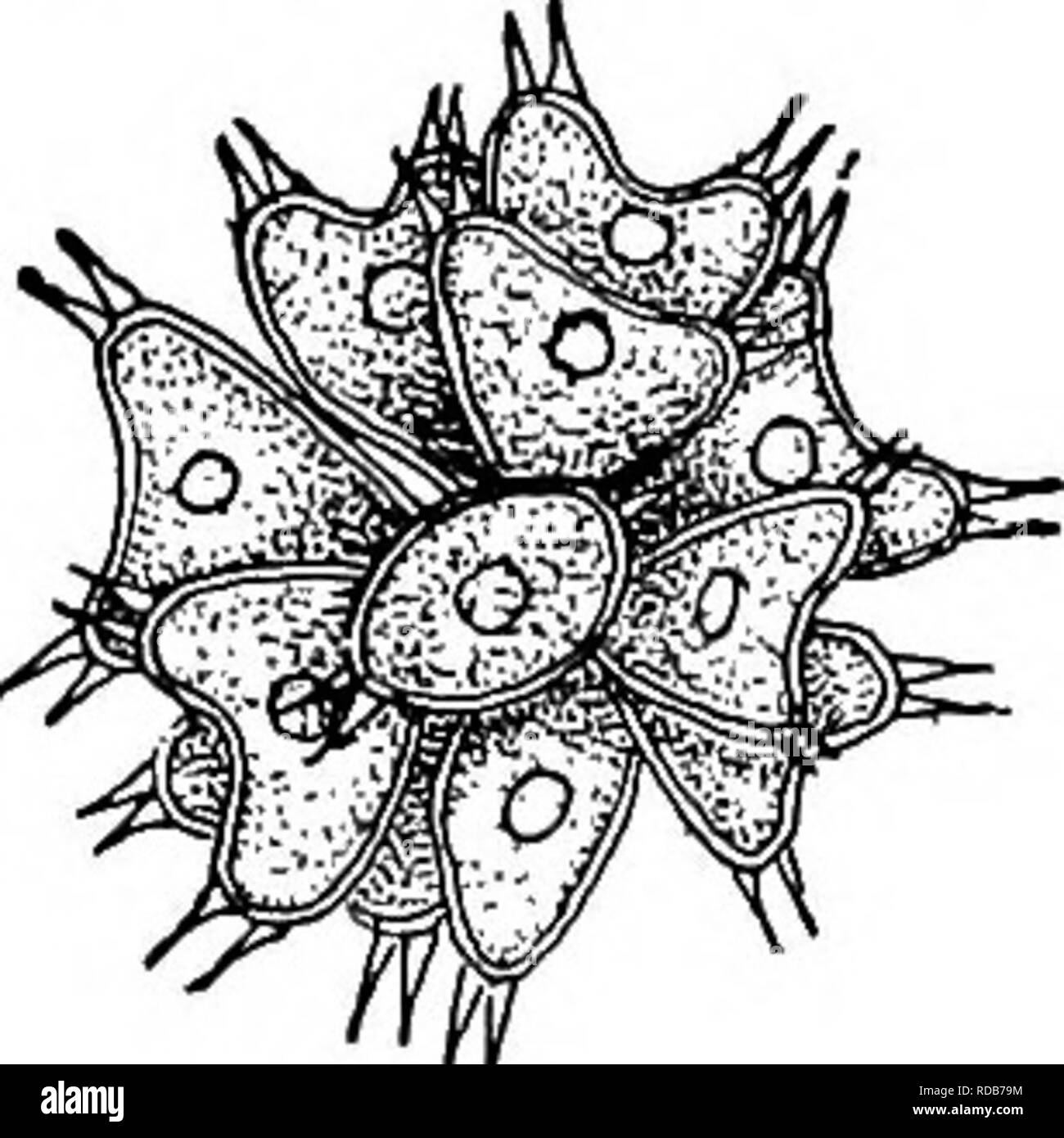 Coelastrum hi-res stock photography and images - Alamy