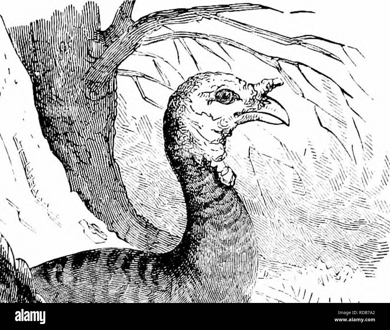. Key to North American birds. Containing a concise account of every ...