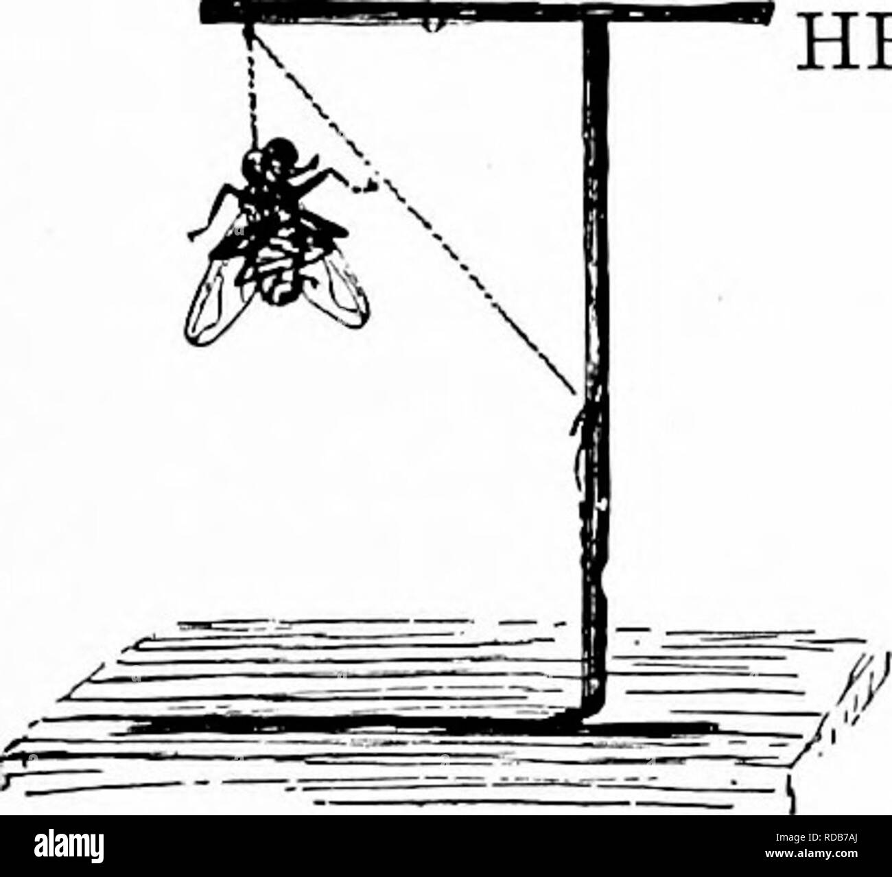 Anopheles mosquito front hi-res stock photography and images - Alamy