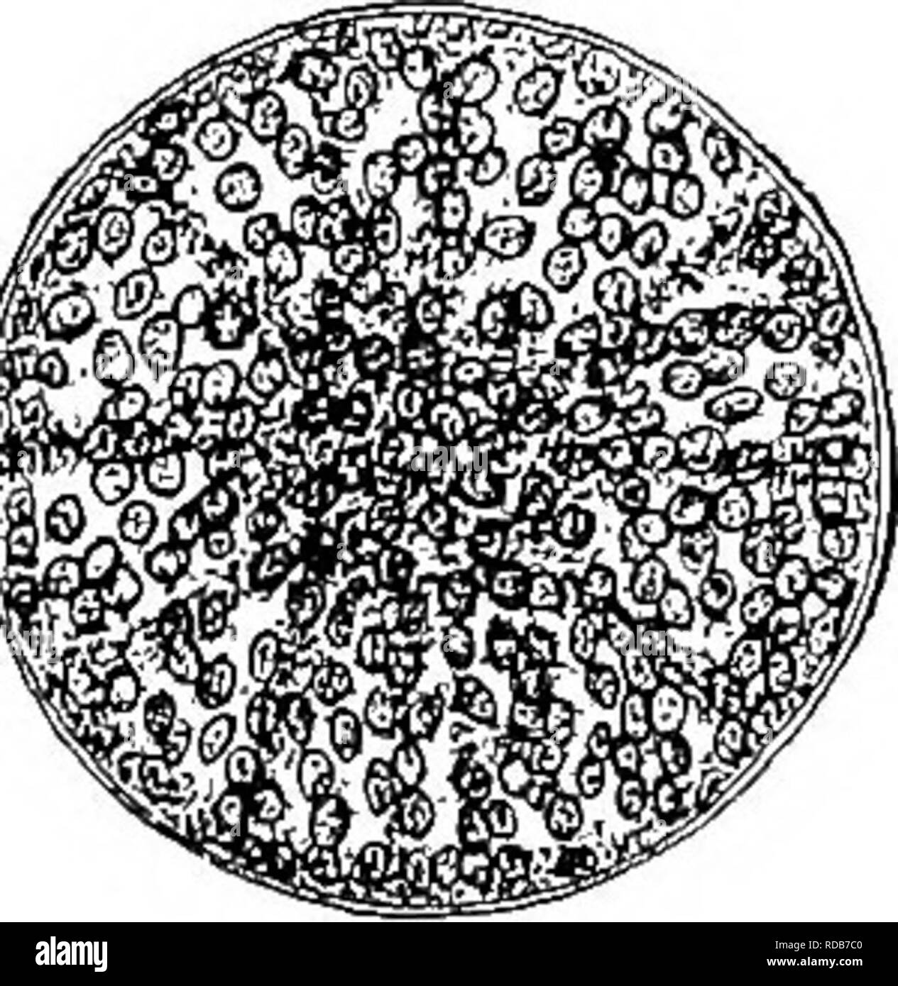 Zoochlorella hi-res stock photography and images - Alamy