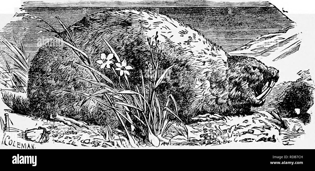 Bathyergus hi-res stock photography and images - Alamy