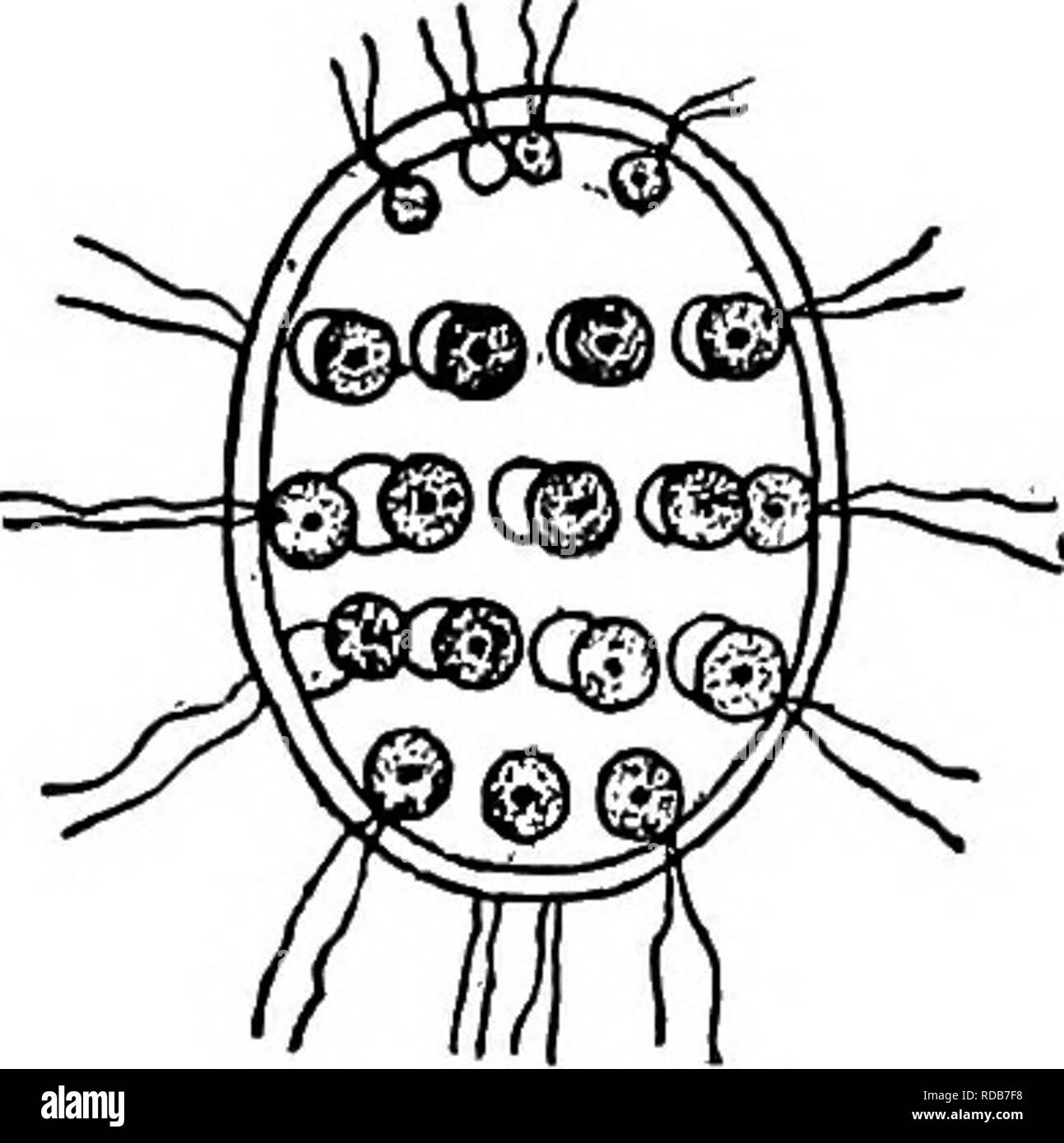 . Fresh-water biology. Freshwater biology. 146 FRESH-WATER BIOLOGY 86 ...