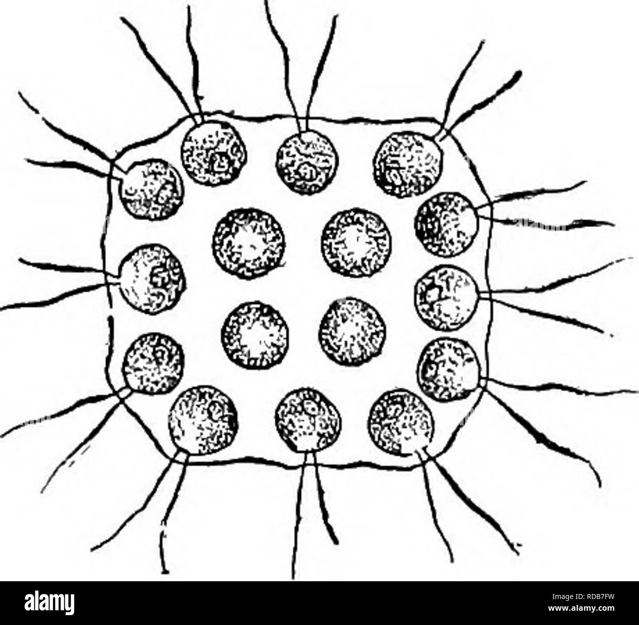 . Fresh-water biology. Freshwater biology. THE FRESH-WATER ALGAE 145 ...