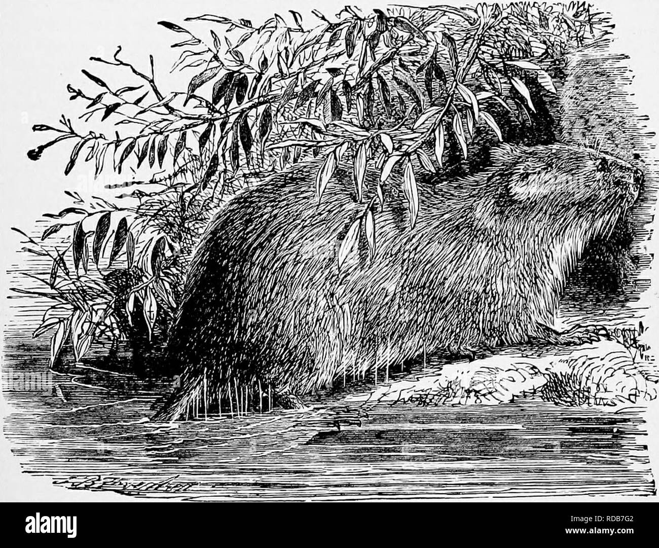 . The popular natural history . Zoology. THE MUSQUASH. 143 white. The ...