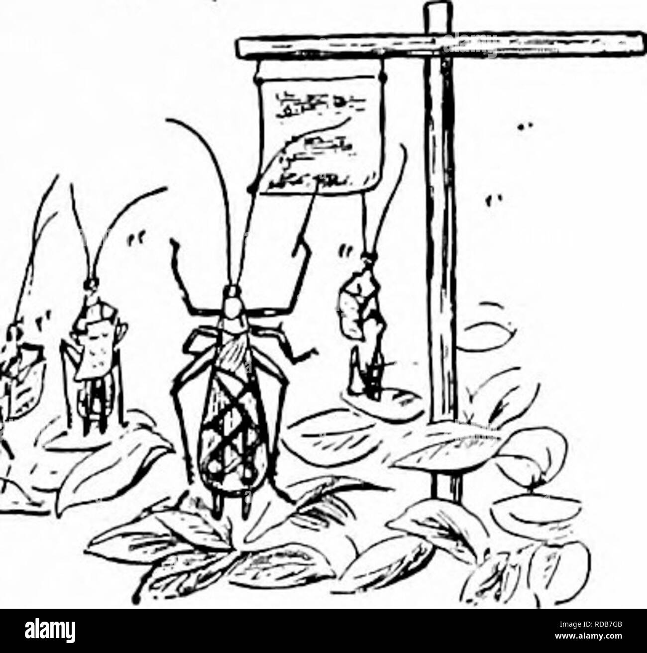 377 wing Cut Out Stock Images & Pictures - Alamy