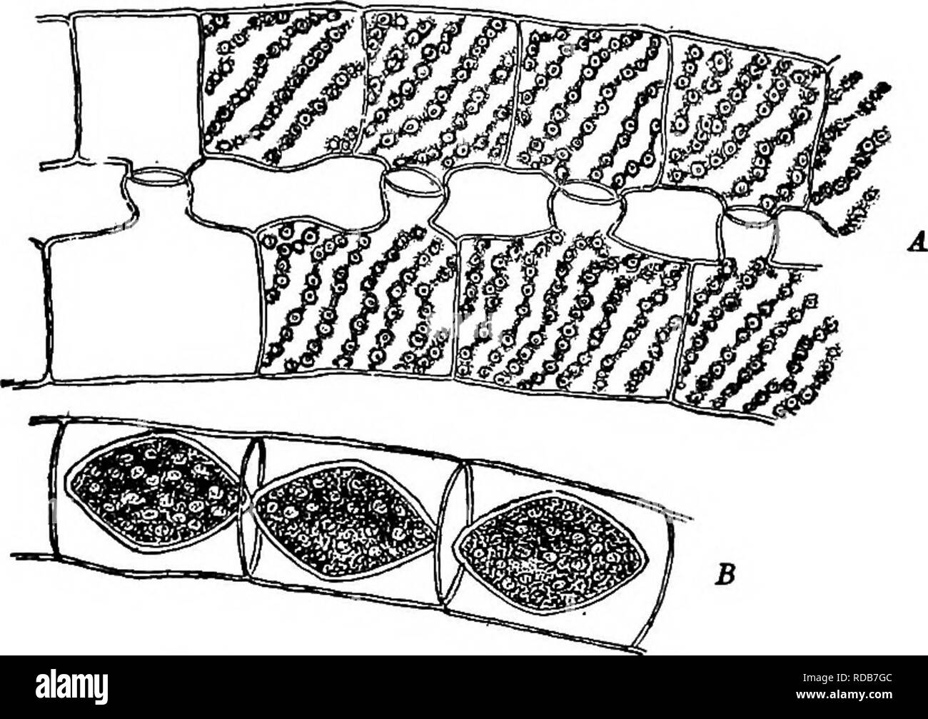 Zygnema sp hi-res stock photography and images - Alamy