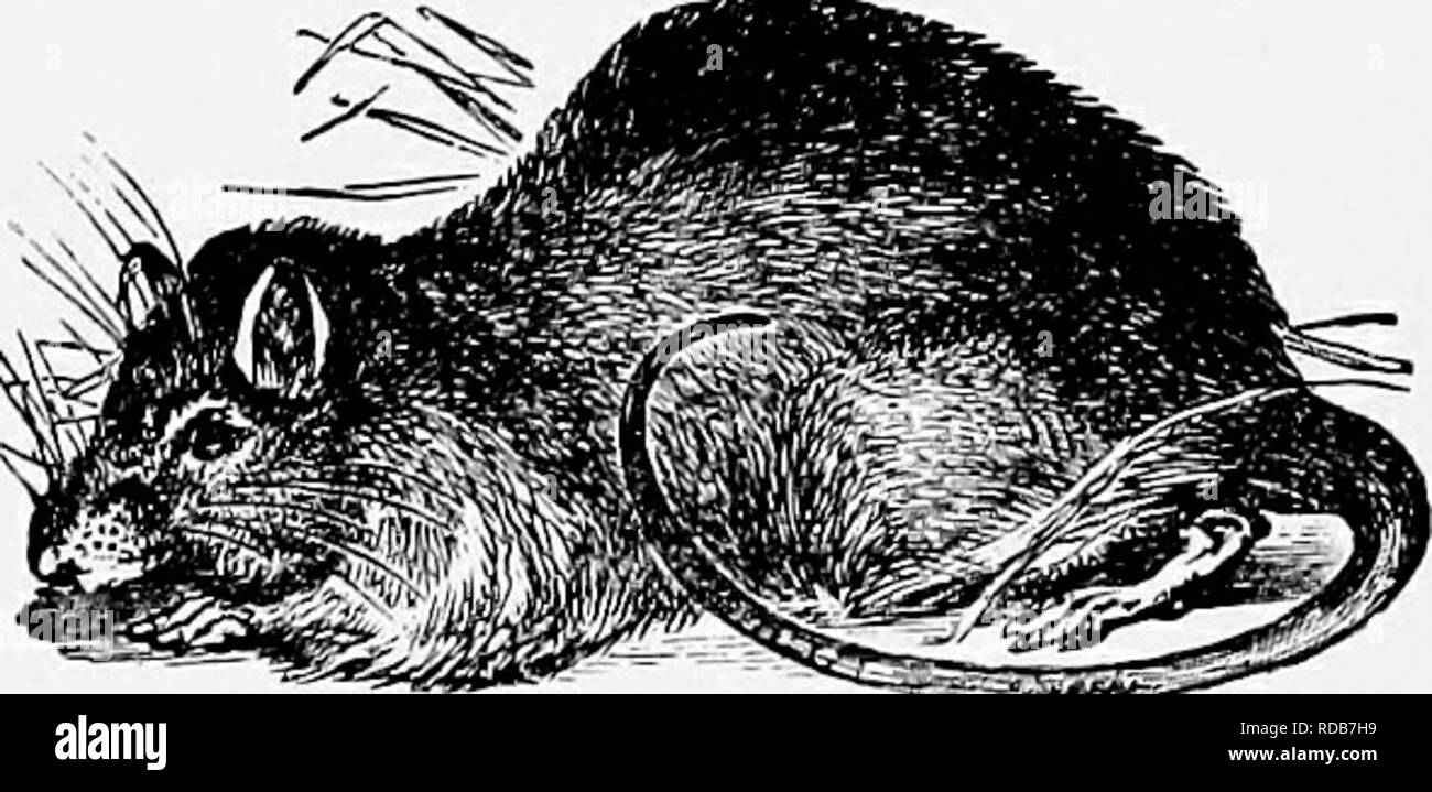 Rodent Teeth Iron