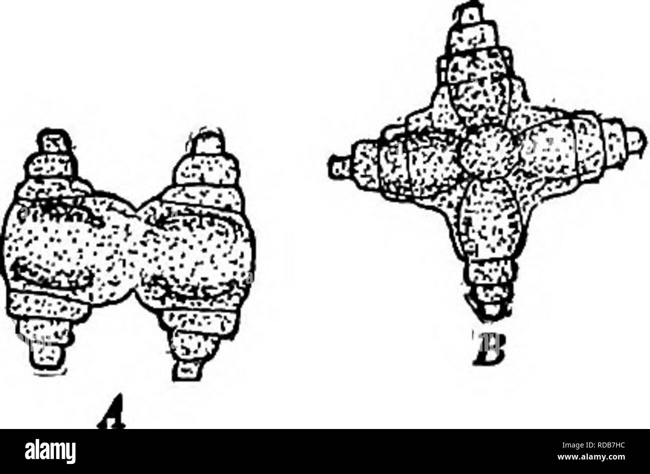 Plant warts Black and White Stock Photos & Images - Alamy