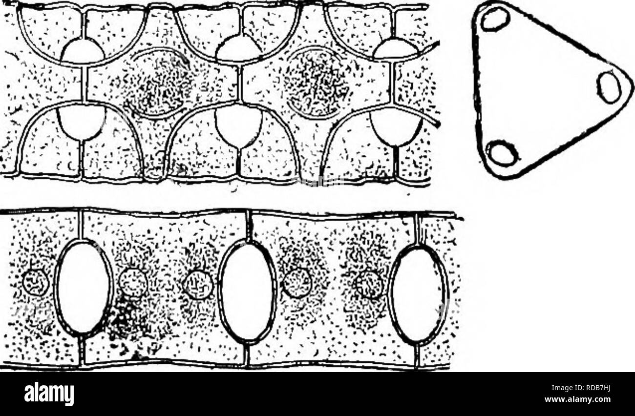 Desmidium hi-res stock photography and images - Alamy